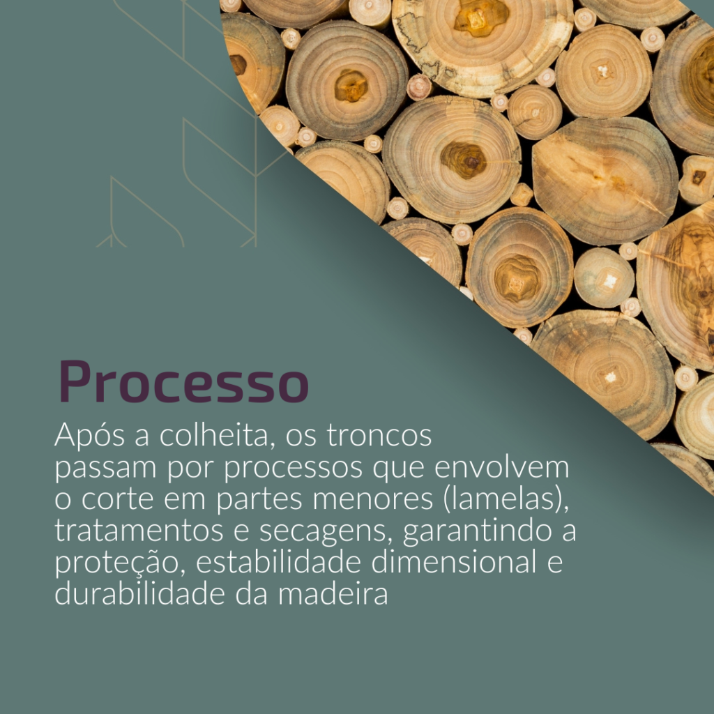 Entenda o processo de produção da madeira engenheirada – Tymber